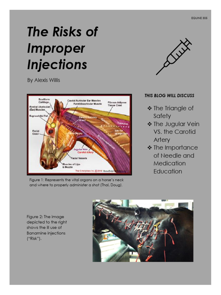 Equine Injection Steps Blog | PDF