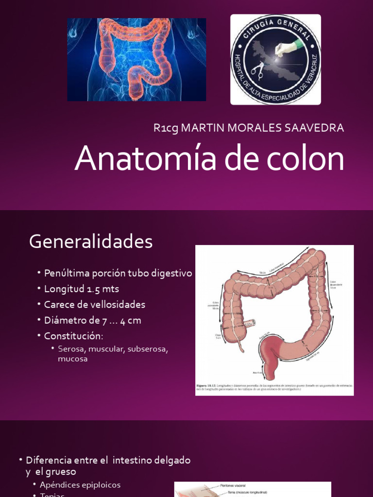 Anatomía de Colon | PDF | Ciencias sociales