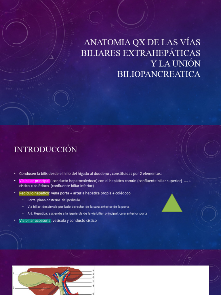 Anatomia Via Biliar | PDF