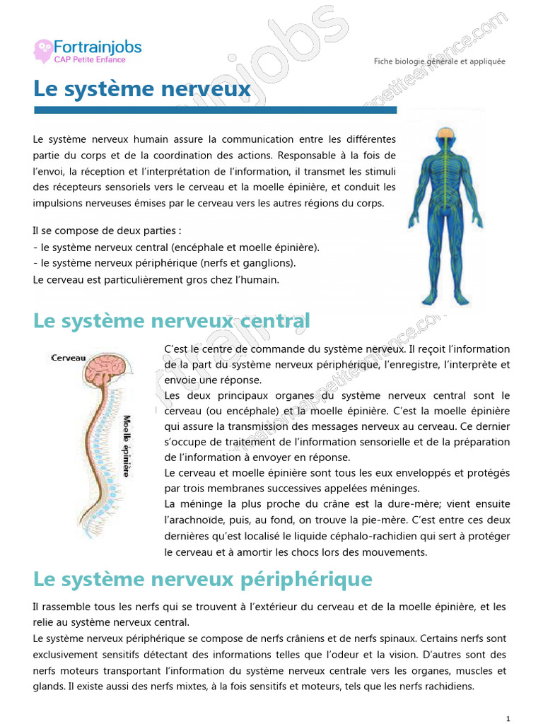 Anatomie du Système Nerveux Humain | PDF | Système nerveux | Nerf