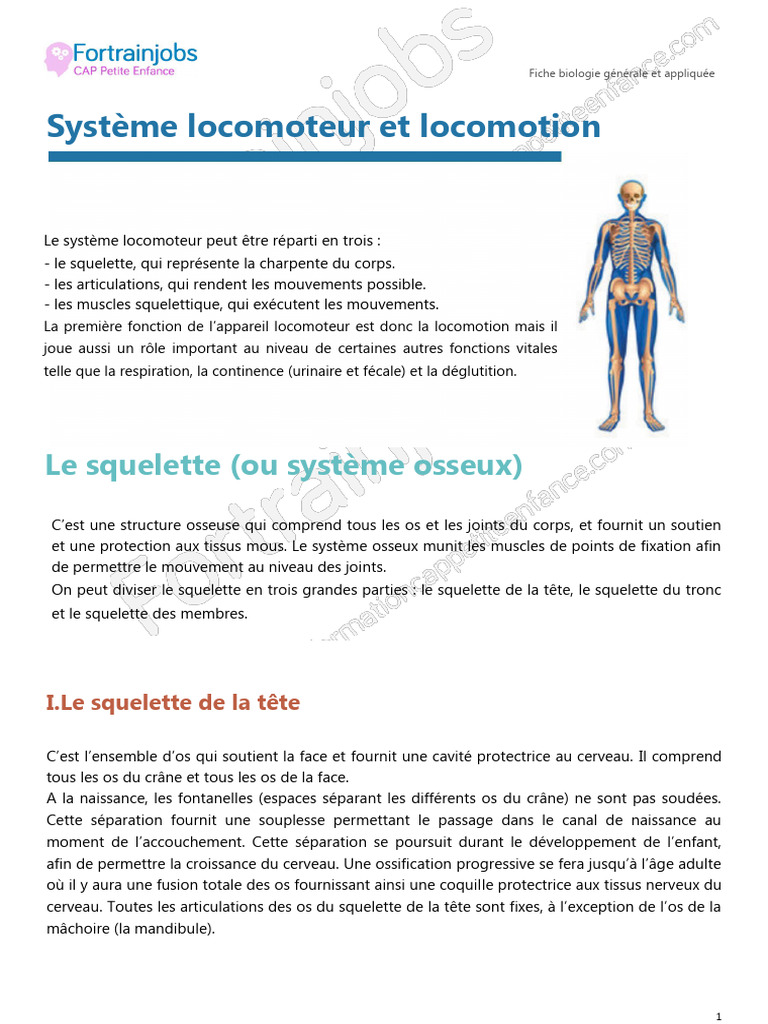 Fiche4 de Revision CAP Petite Enfance Systeme Locomoteur Et Locomotion ...