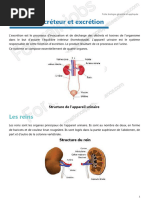 Anatomie des reins et leur vascularisation | PDF | Rein | Foie