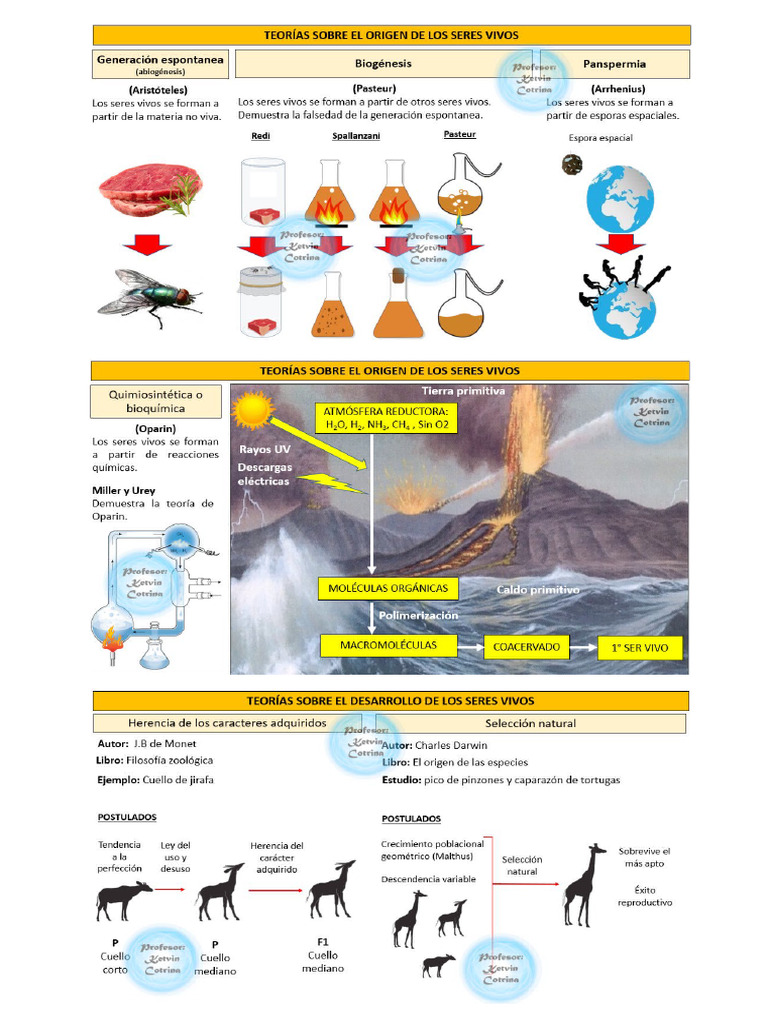 Repaso Evolucion | PDF