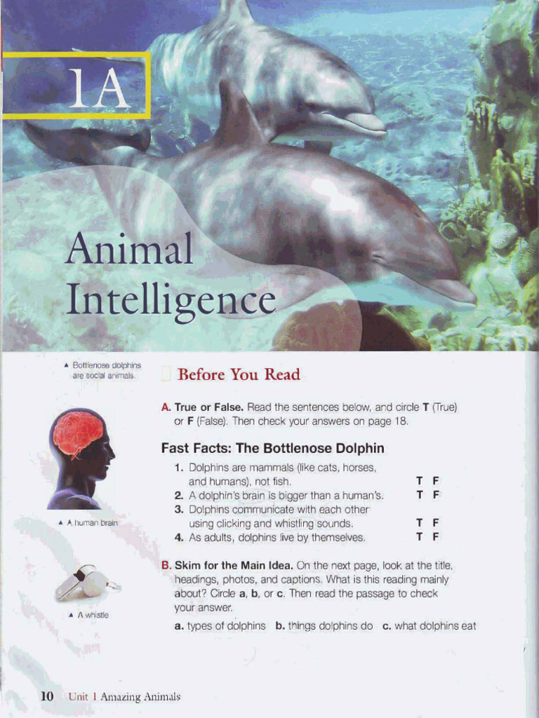 Dolphins | PDF | Dolphin | Mammals
