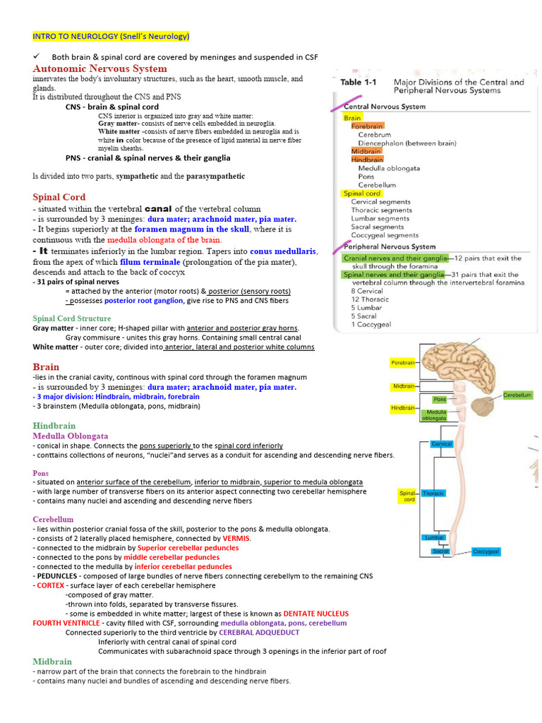 Intro To Neurology | PDF | Chemical Synapse | Neurotransmitter