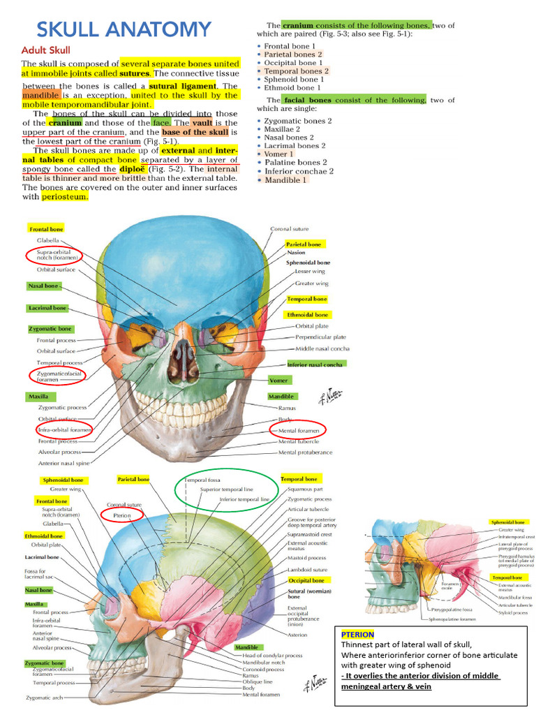 Brainstem Anatomy | PDF | Skull | Musculoskeletal System
