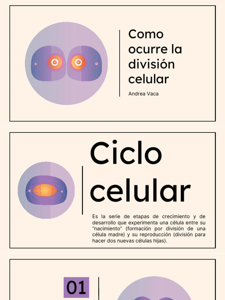 Esquema del Ciclo Celular y Meiosis | PDF