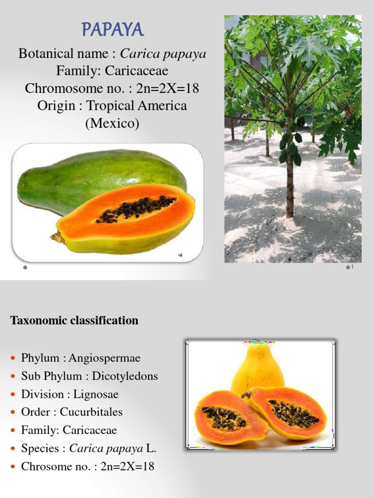 Papaya | PDF | Horticulture | Agriculture