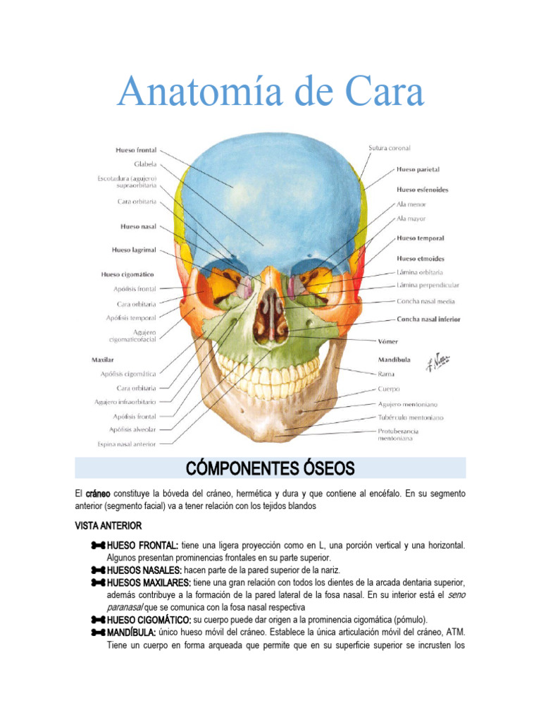 Anatomía de Cara | PDF