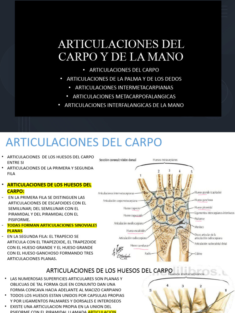 13 Articulaciones Del Carpo y de La Mano | PDF | Mano | Articulación