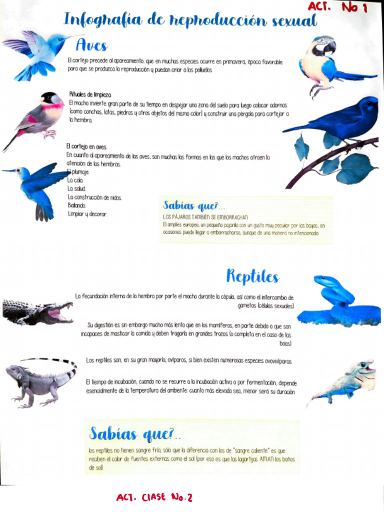 ACTIVIDADES Pajaros | PDF