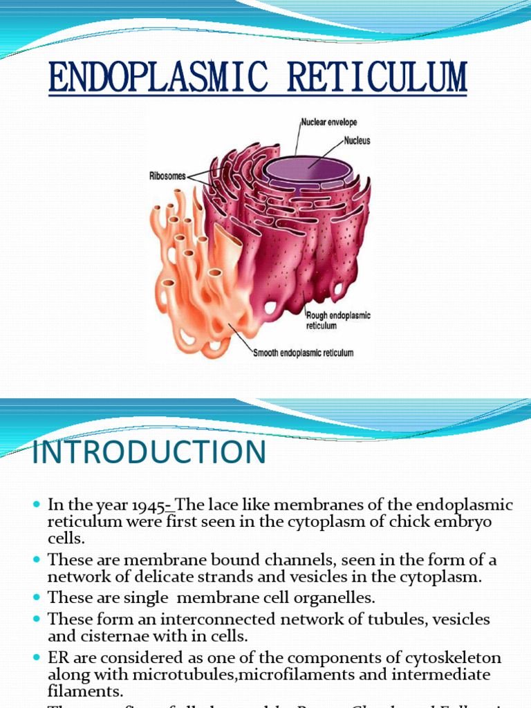 Er, Structure & Its Functions | PDF | Endoplasmic Reticulum | Cell Biology