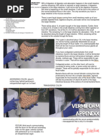 Detailed Anatomy of Appendix and Colon | PDF | Large Intestine | Anatomy