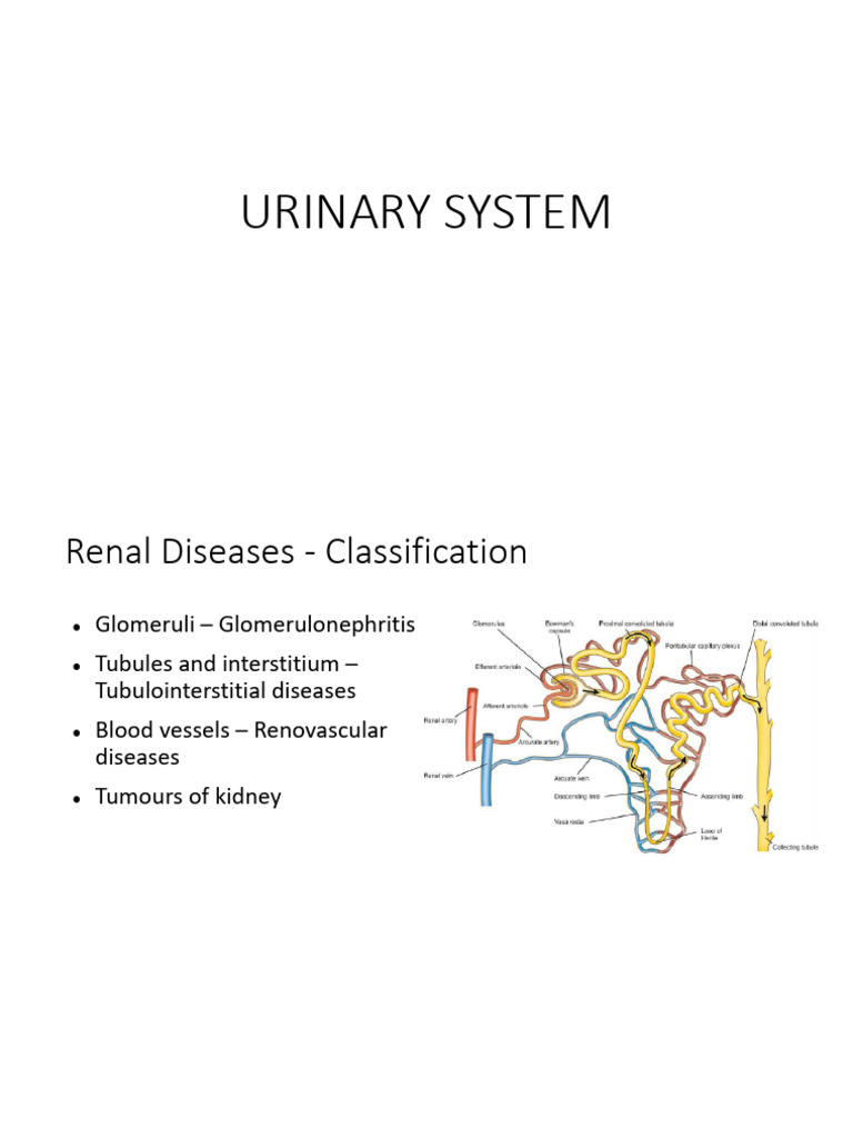 Urinary System | PDF