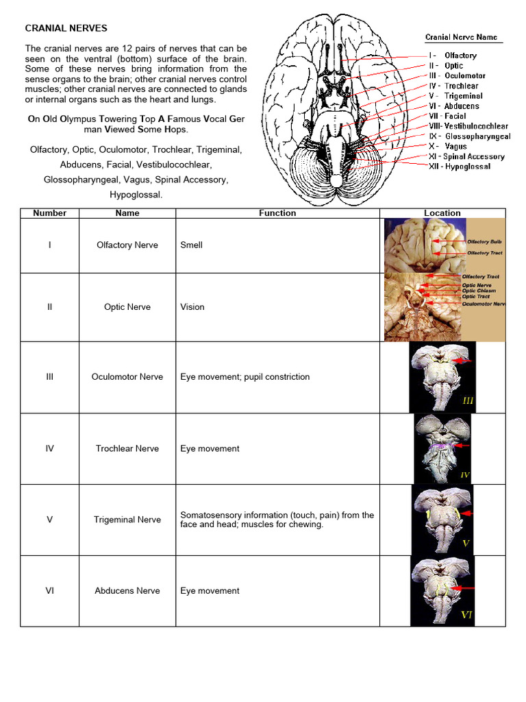 Cranial Nerves | PDF