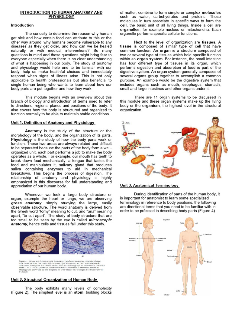 Human Anatomy & Physiology Basics | PDF | Anatomical Terms Of Location ...
