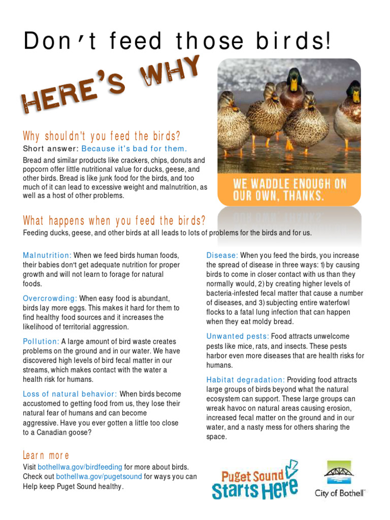 Dont Feed Birds Sheet | PDF | Birds