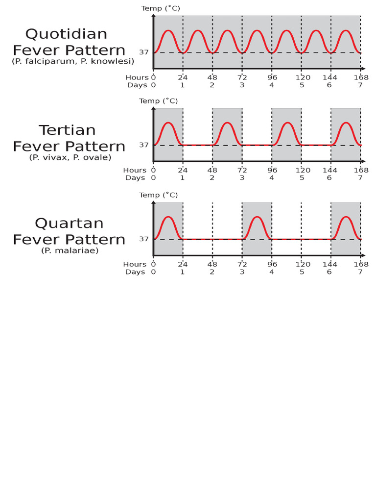 2157px-Fever - Patterns - v1.1.svg - PNG 2.157×2.048 Piksel | PDF