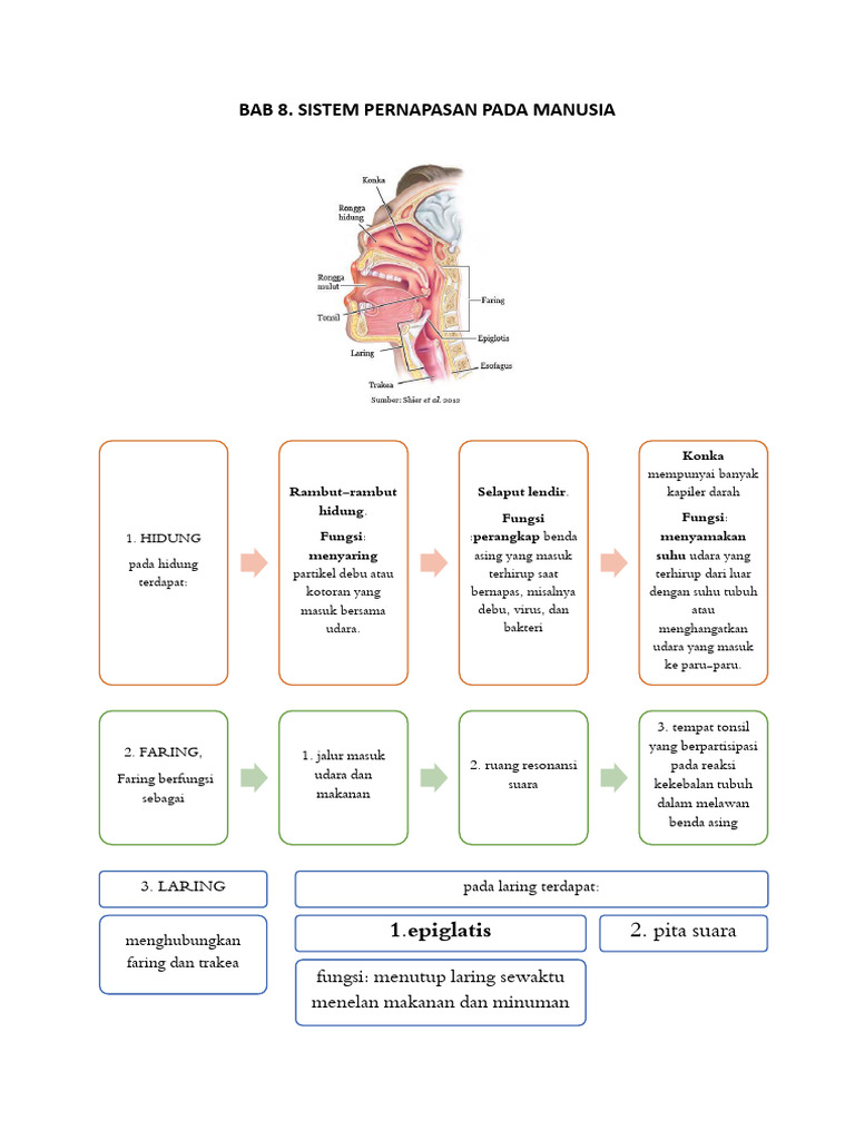 Rangkuman Materi Sistem Pernapasan Pada Manusia (Ipa Kelas 8) | PDF