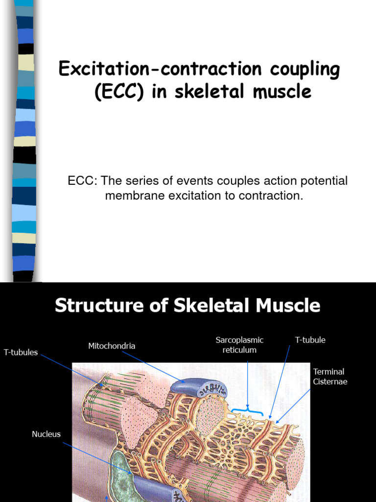 Skeletal Muscle Excitation-Contraction Coupling | PDF | Muscle ...