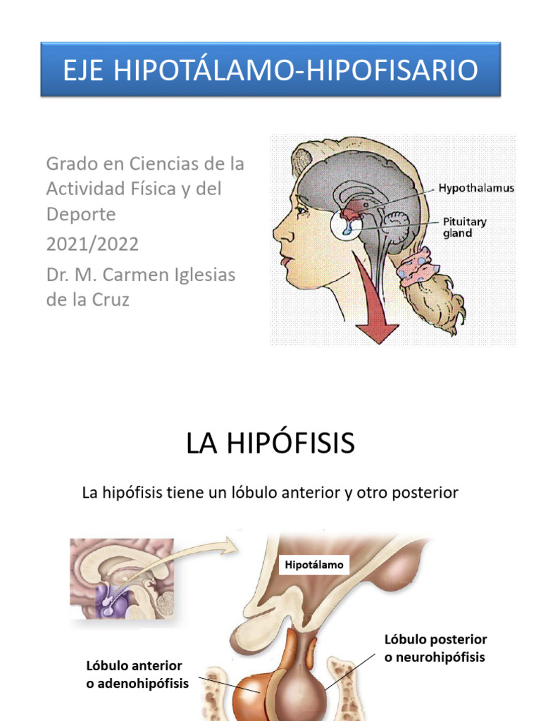 Tema 2. - Eje Hipotálamo Hipofisario | PDF | Glándula pituitaria | Hipotálamo