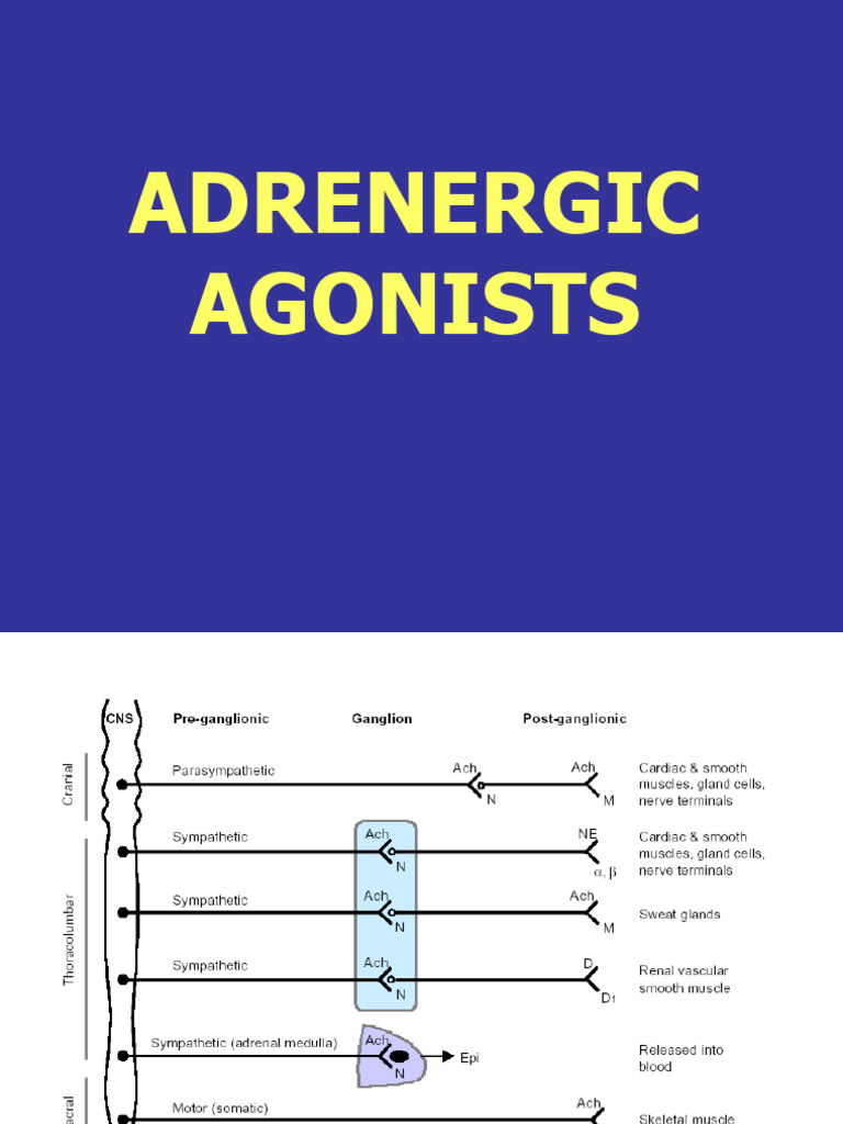 Lecture 6 - Adrenergic Agonists | PDF | Vasodilation | Norepinephrine
