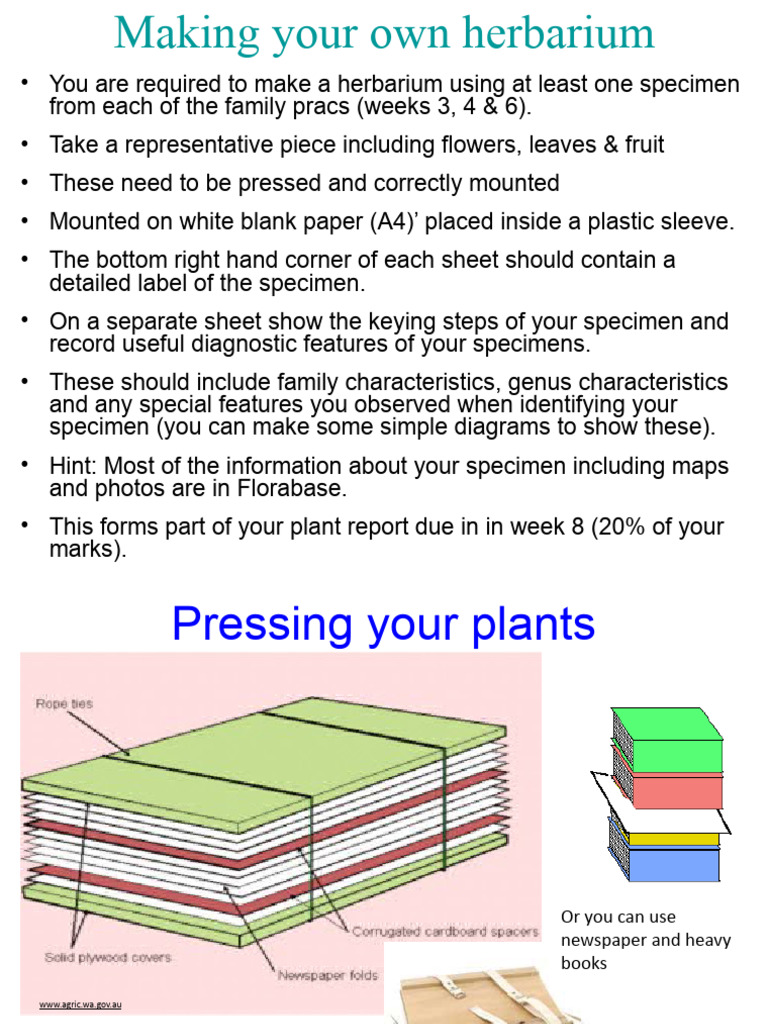 Herbarium Preparation Guide | PDF | Botany | Plants
