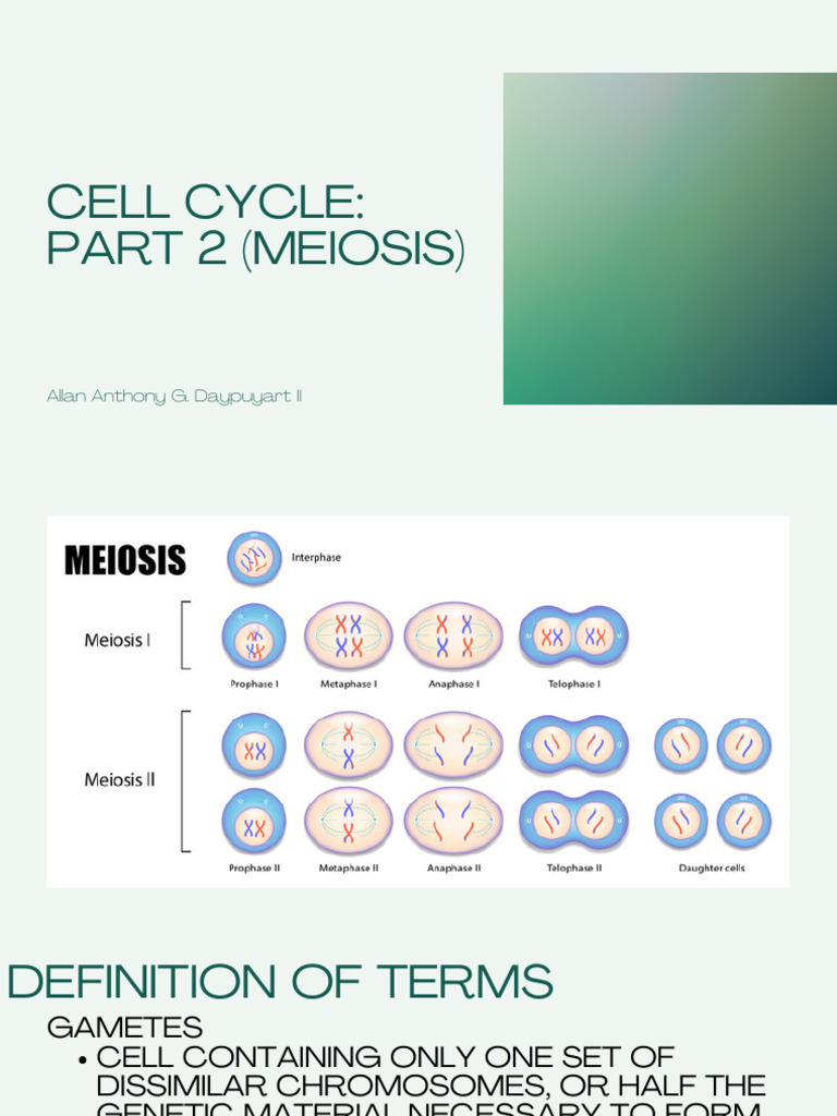 Cell Cycle STEM | PDF