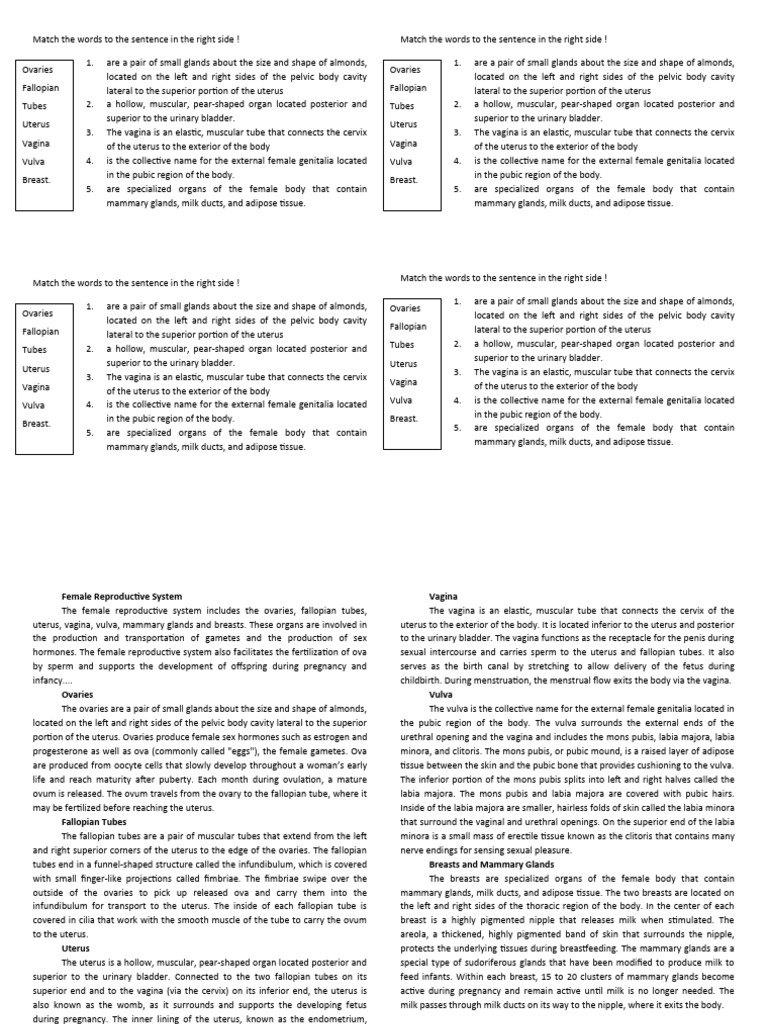 Quiz Female Reproductive System | PDF | Menstrual Cycle | Uterus