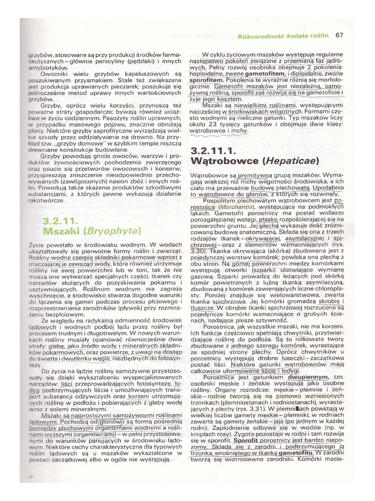 Mszaki I Paprotniki | PDF