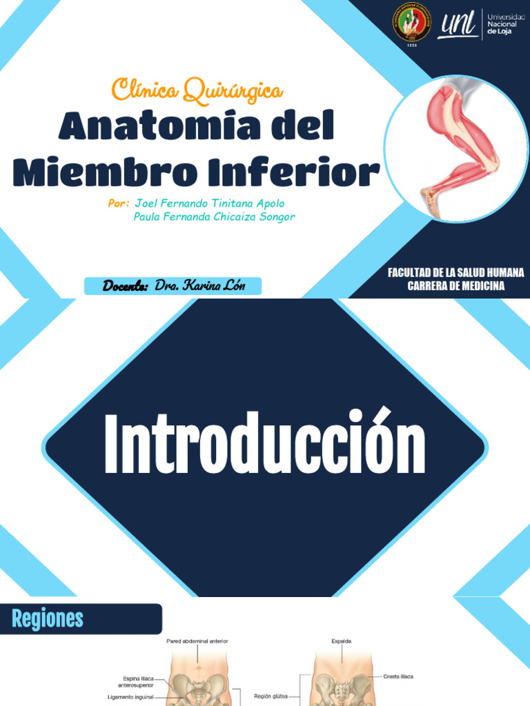 Anatomía Del Miembro Inferior | PDF | Anatomía humana | Sistema esquelético