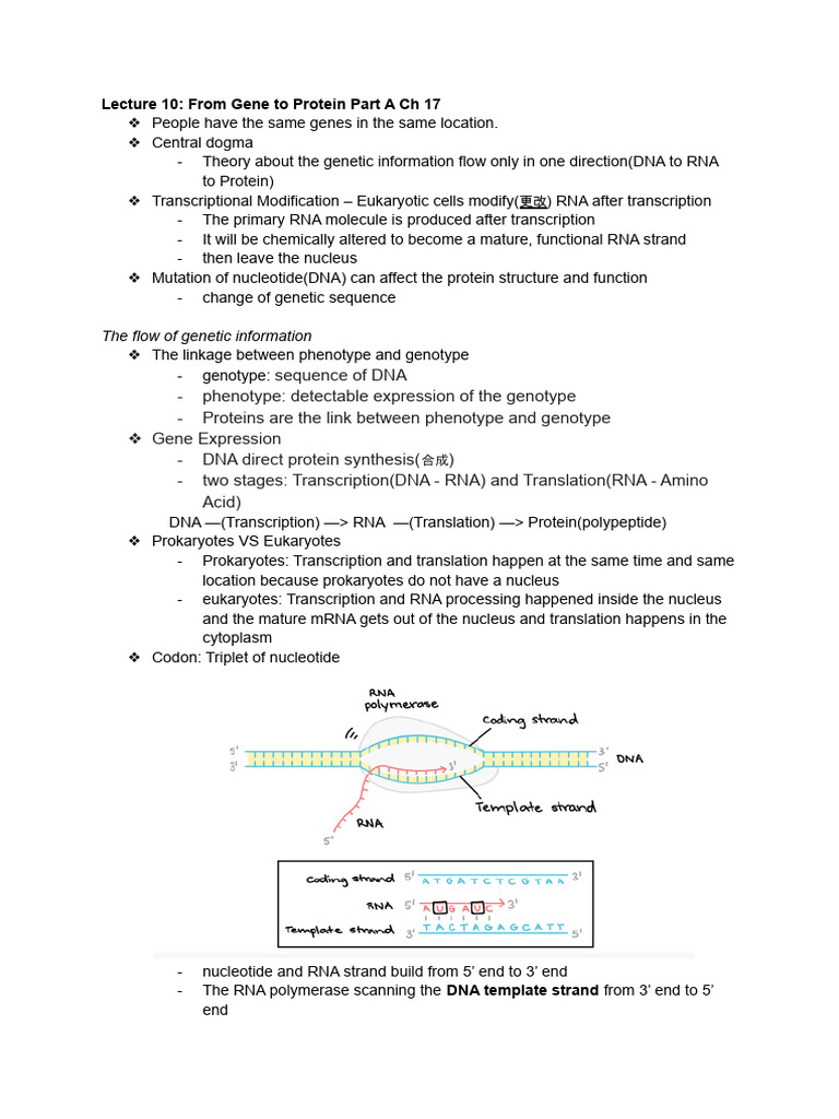 Bio Midterm 2 Note | PDF