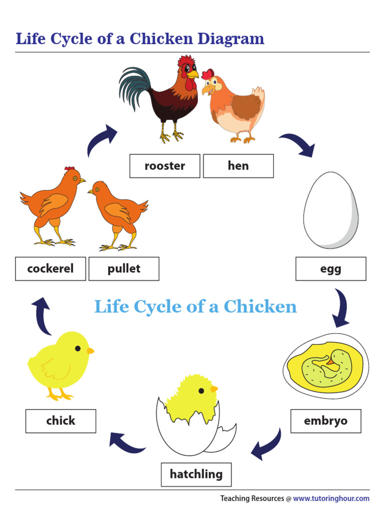 Life Cycle of A Chicken Diagram | PDF