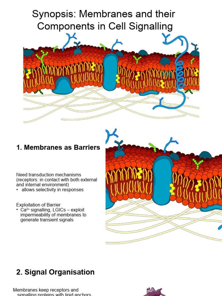 Overview Slides - Tagged | PDF | Cell Signaling | Cell Membrane