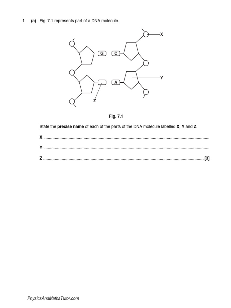 Nucleotides & Nucleic Acids 2 QP | PDF
