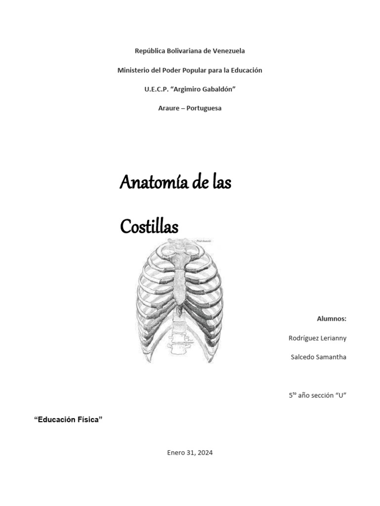 Anatomia De Las Costillas Pdf