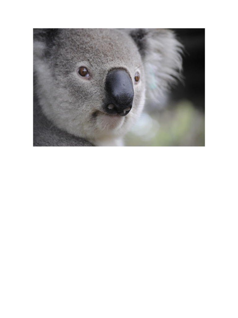 Koala | PDF