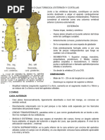 Anatomía del Esternón y sus Incisuras | PDF | Tórax | Tórax (anatomía ...