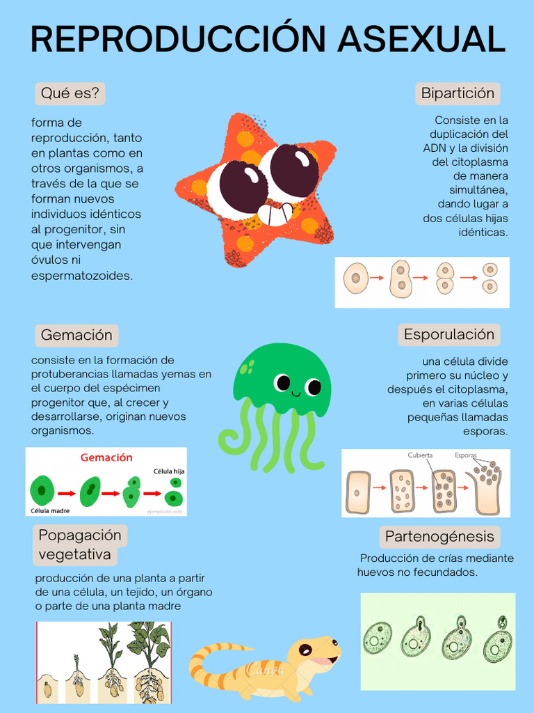 Reproducción Asexual Pdf Ciencia Y Matemáticas