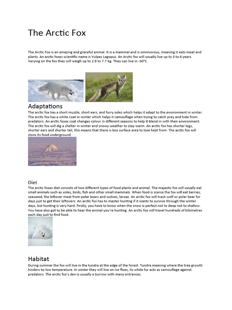 Arctic Fox: Adaptations and Habitat | PDF