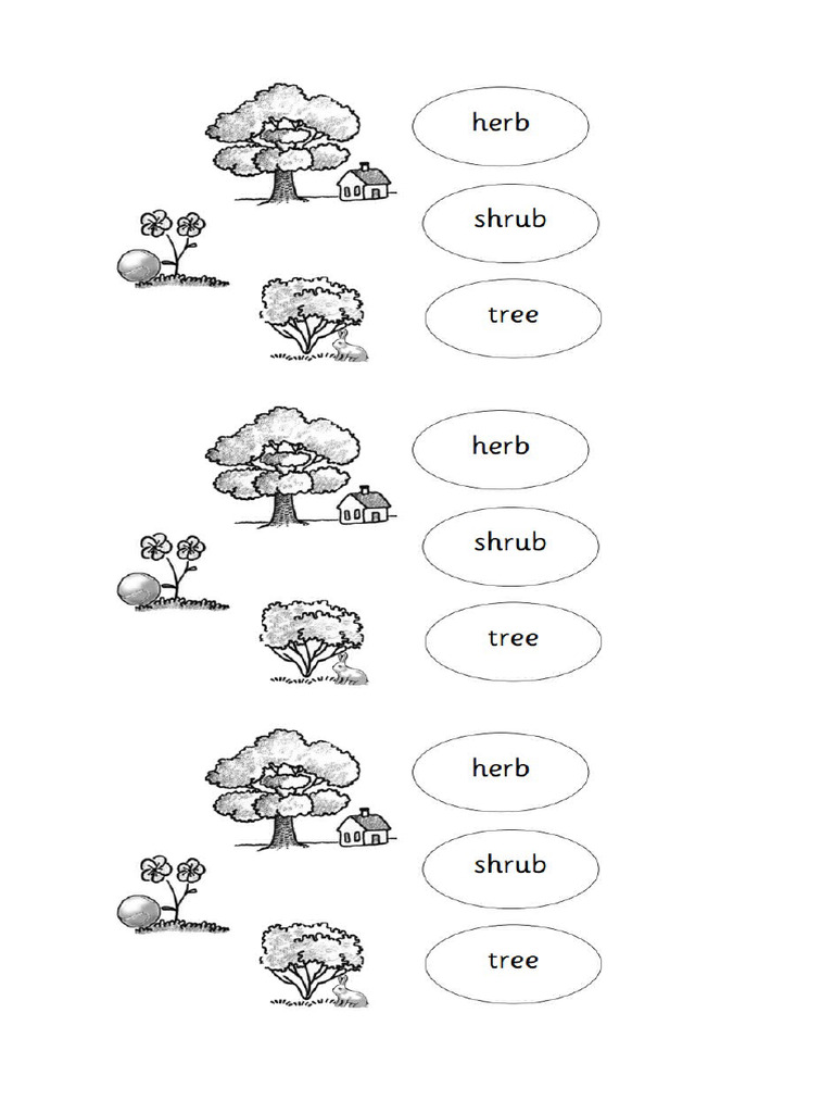 Plants Shape and Size | PDF