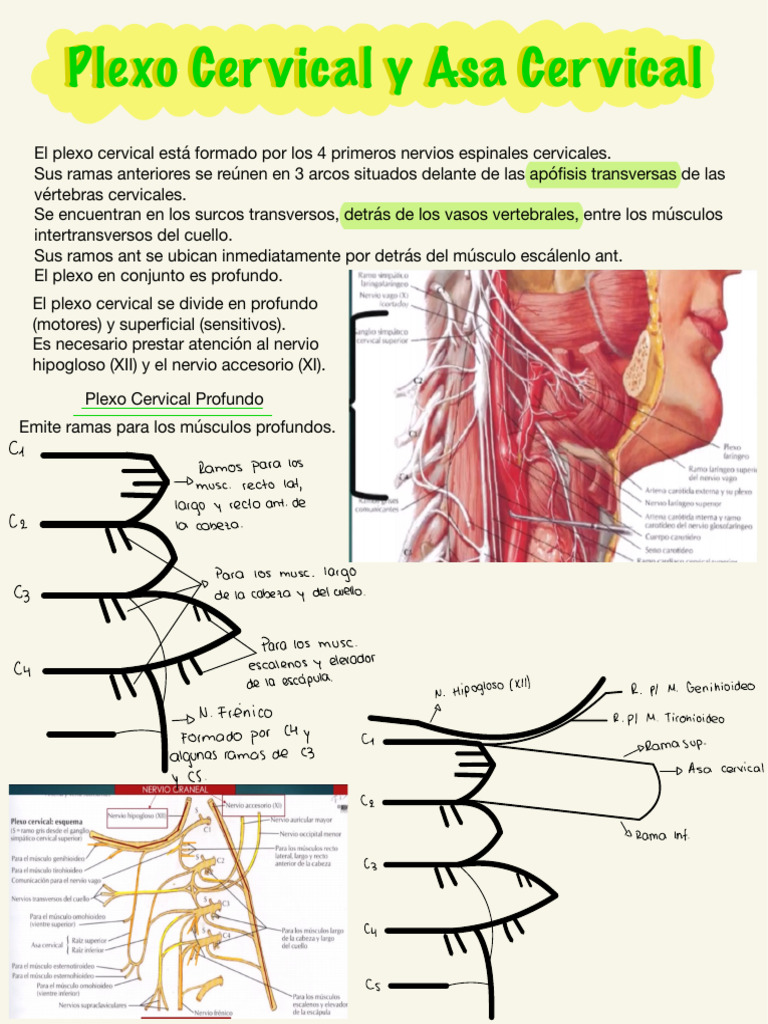 3 Plexo Cervical | PDF | Neuroanatomía | Cabeza y cuello humanos