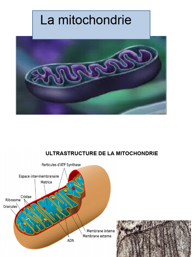 Ultrastructure et fonctions de la mitochondrie | PDF | Mitochondrie | Membrane cellulaire