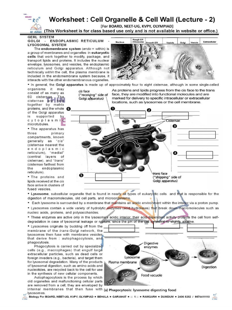 Cell Organelle and Cell Wall | PDF
