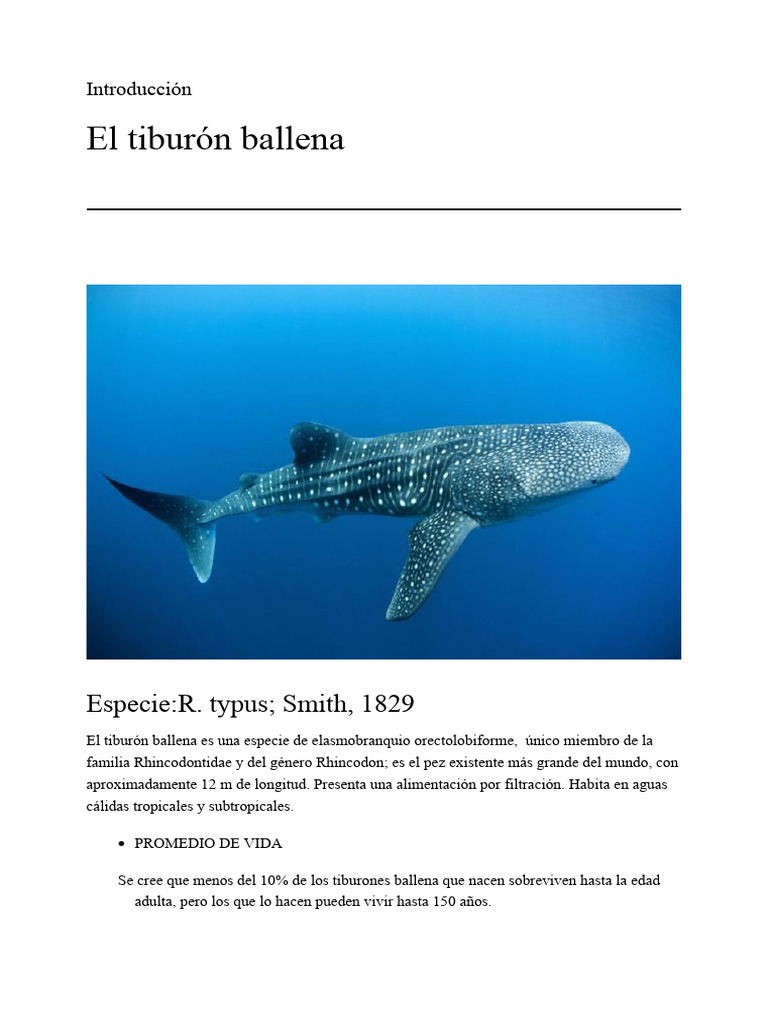 El Tiburón Ballena: Especie:R. Typus Smith, 1829 | PDF