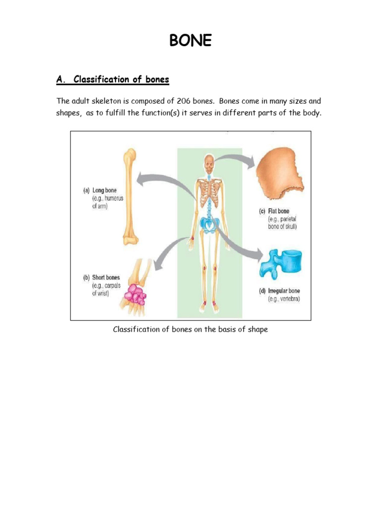 4.b - BONE | PDF | Bone | Tissue (Biology)