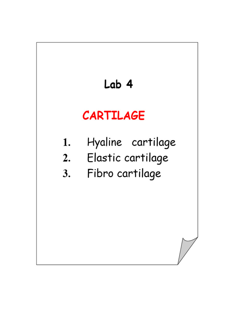 Cartilage Types and Functions | PDF | Cartilage | Connective Tissue