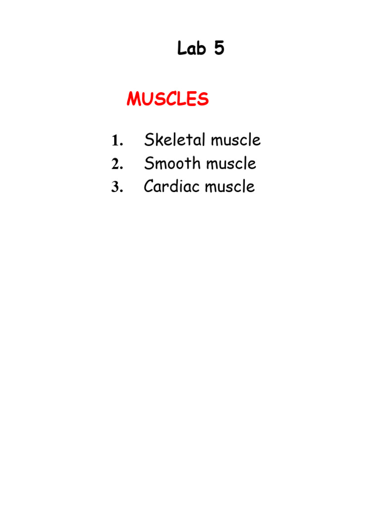 Muscle | PDF