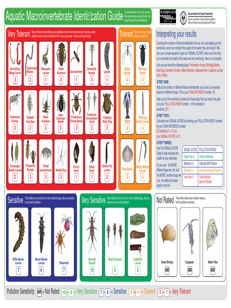 Macroinvertebrate Guide | PDF | Beetle | Insects