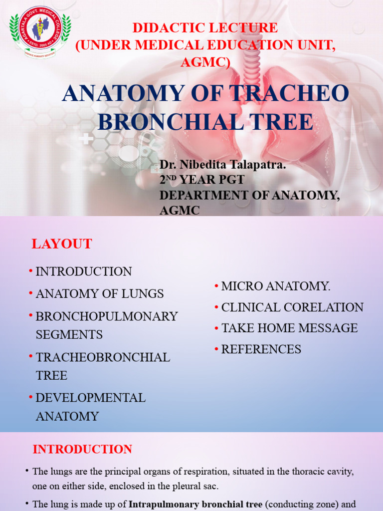 Tracheo Bronchial Tree | PDF | Lung | Respiratory Tract